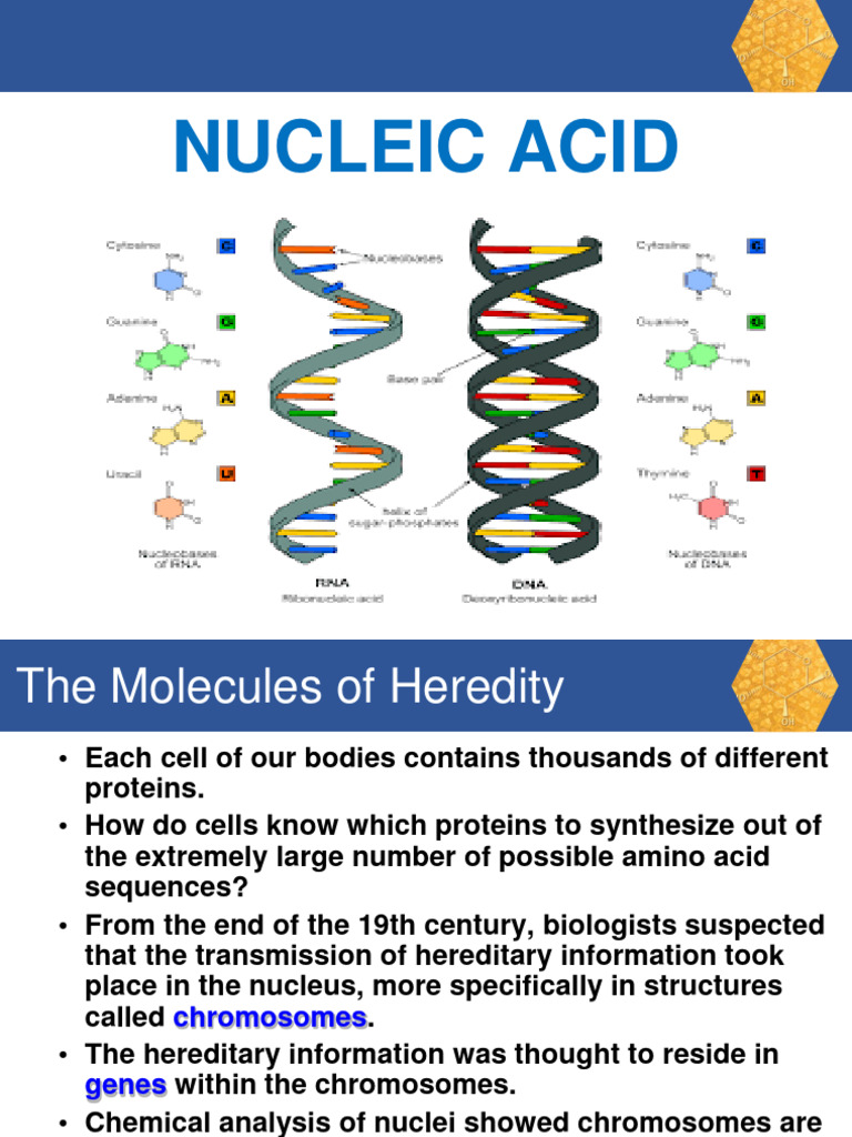 Nucleic Acid | Download Free PDF | Translation (Biology) | Ribosome