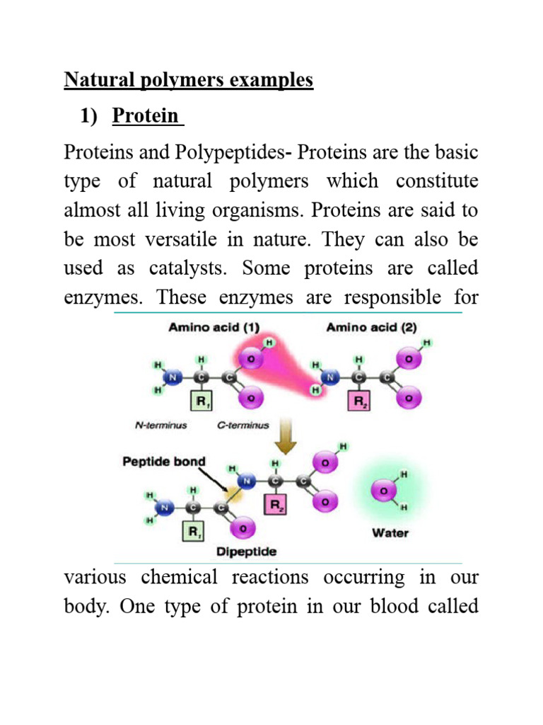 Natural Polymers Examples 1) Protein | PDF | Cellulose | Starch
