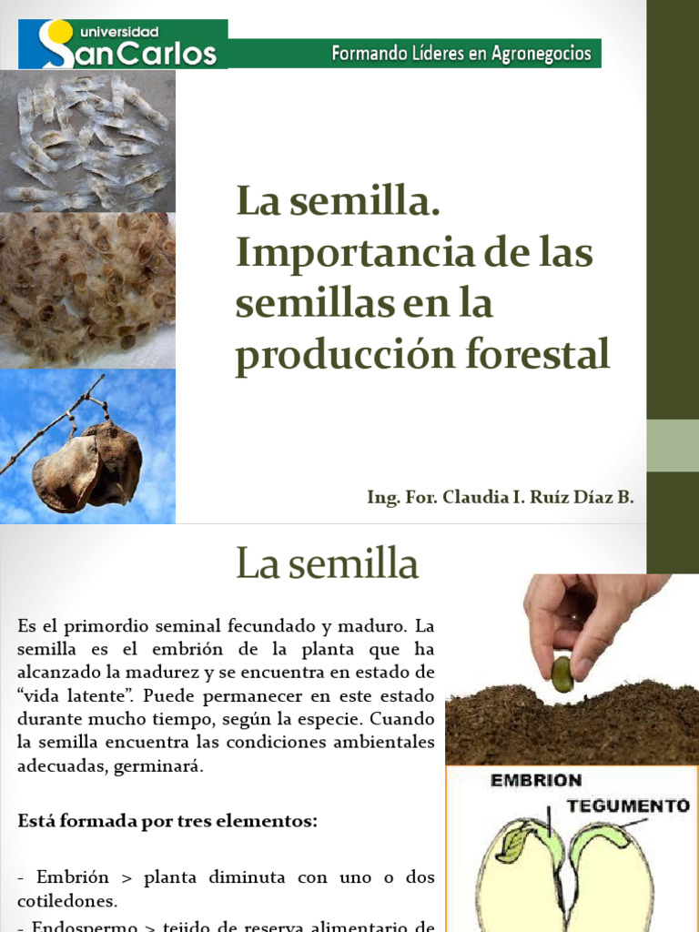 La Semilla | PDF | Semilla | Germinación