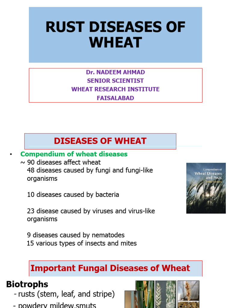 Rust Diseases of Wheat | PDF | Mycology | Biology