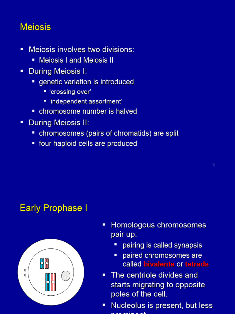 Meiosis Student | PDF | Meiosis | Mitosis