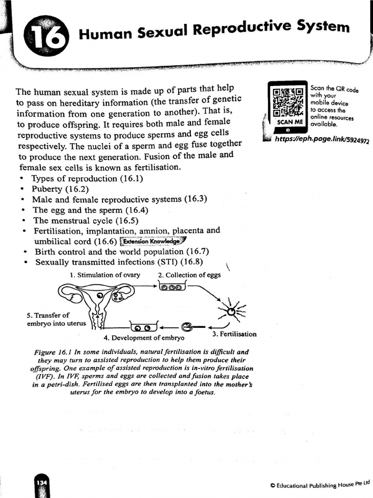 Human Sexual Reproduction Notes | PDF