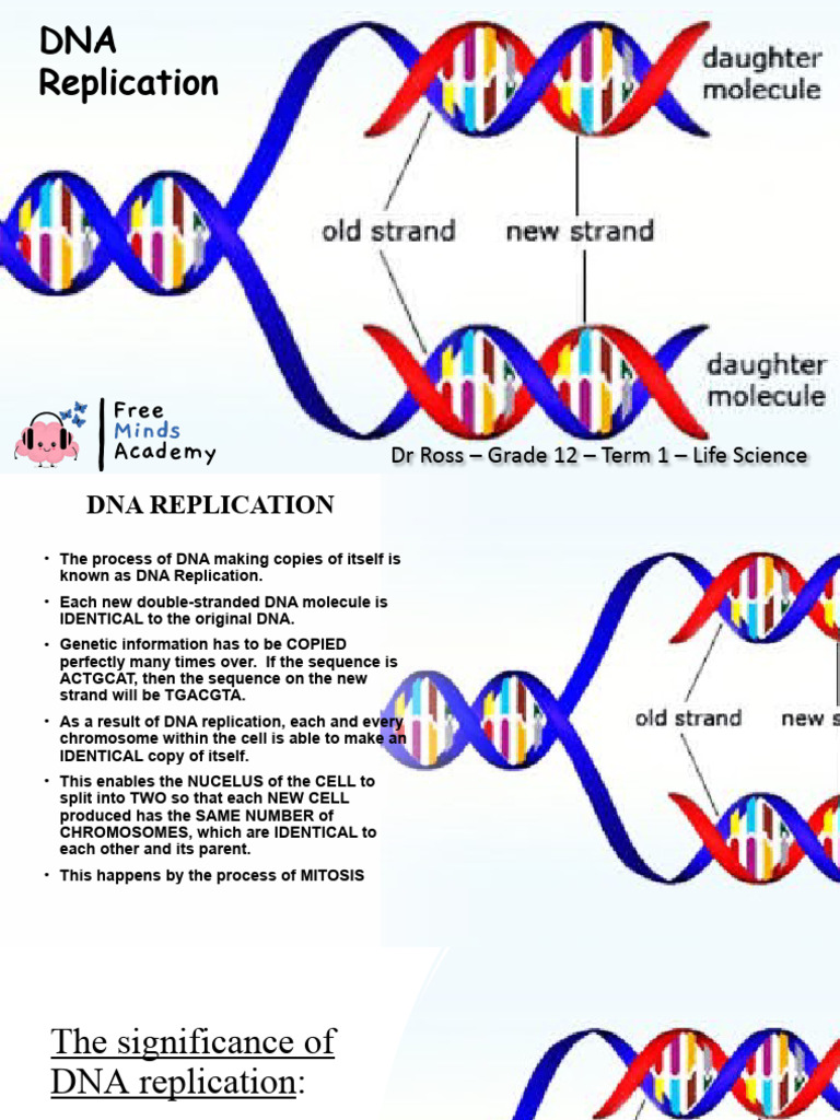 2 - DNA Replication-1 | PDF | Dna | Dna Replication