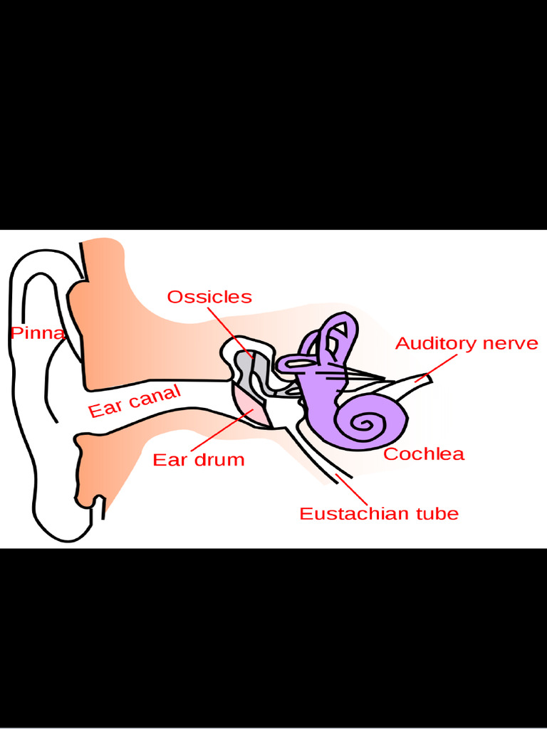 Ear Canal - Wikipedia | PDF