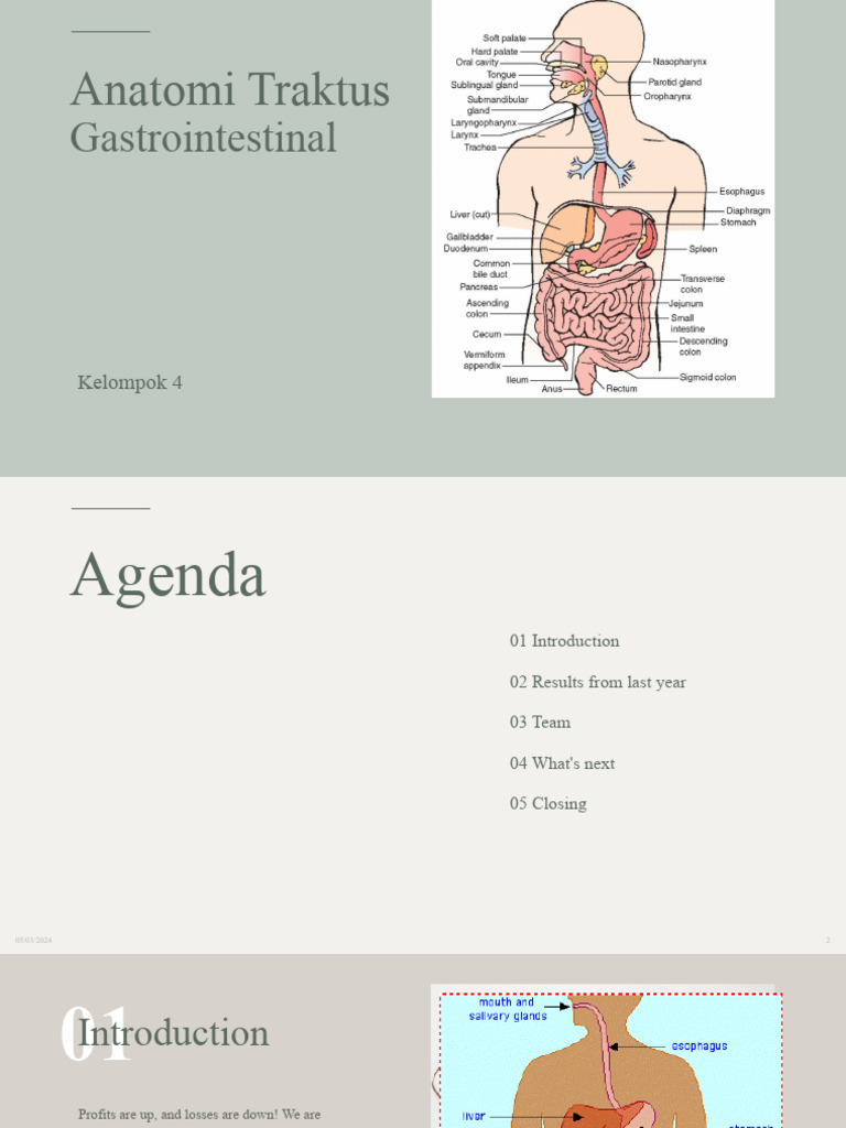 Anatomi Traktus Gastrointestinal | PDF | Business