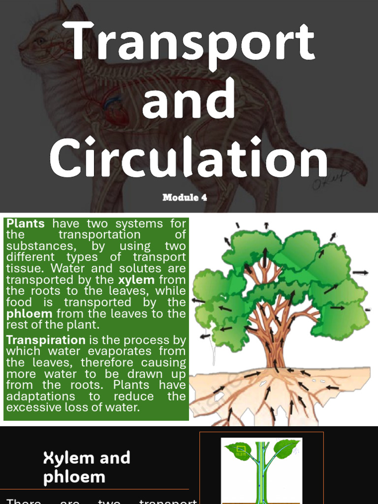 4.4 Transport and Circulation | PDF | Heart | Artery