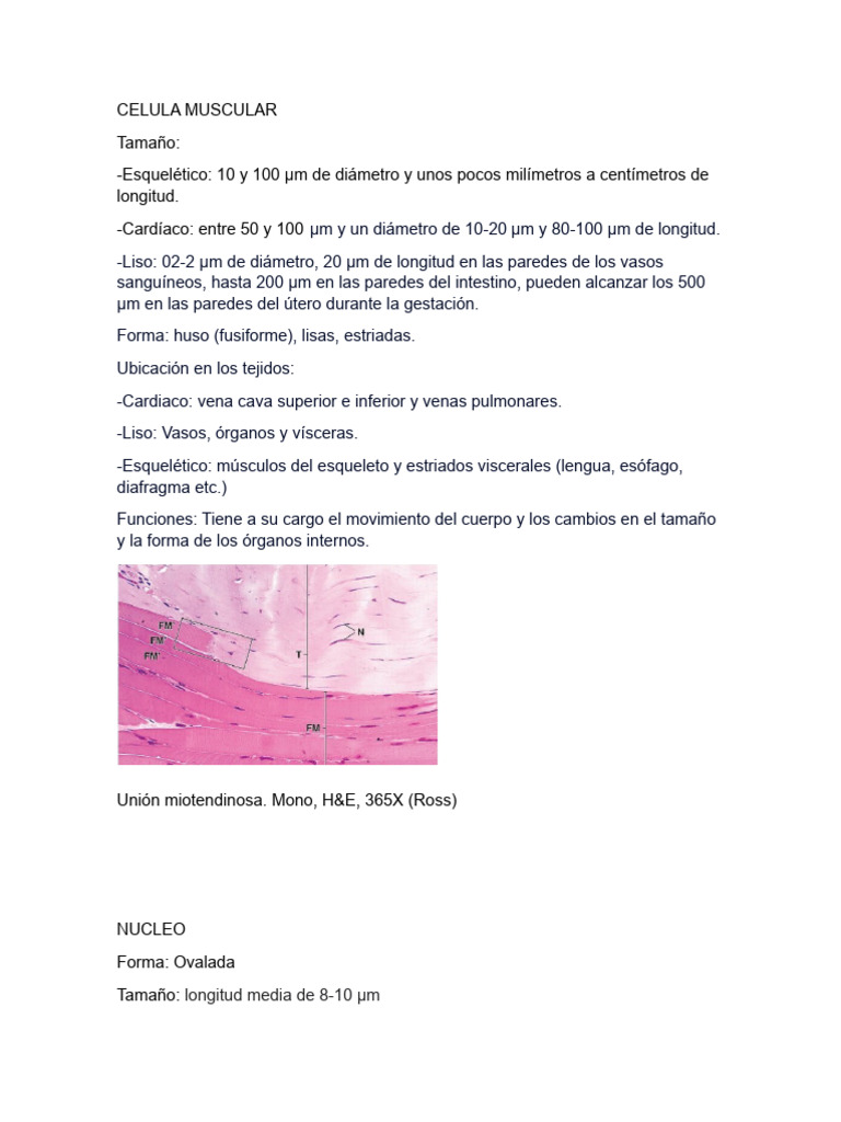 Celula Muscular | PDF | Mitocondria | Biología Celular)