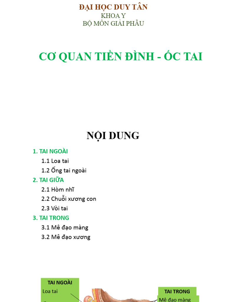 6 Co Quan Tien Dinh Oc Tai 2023 | PDF