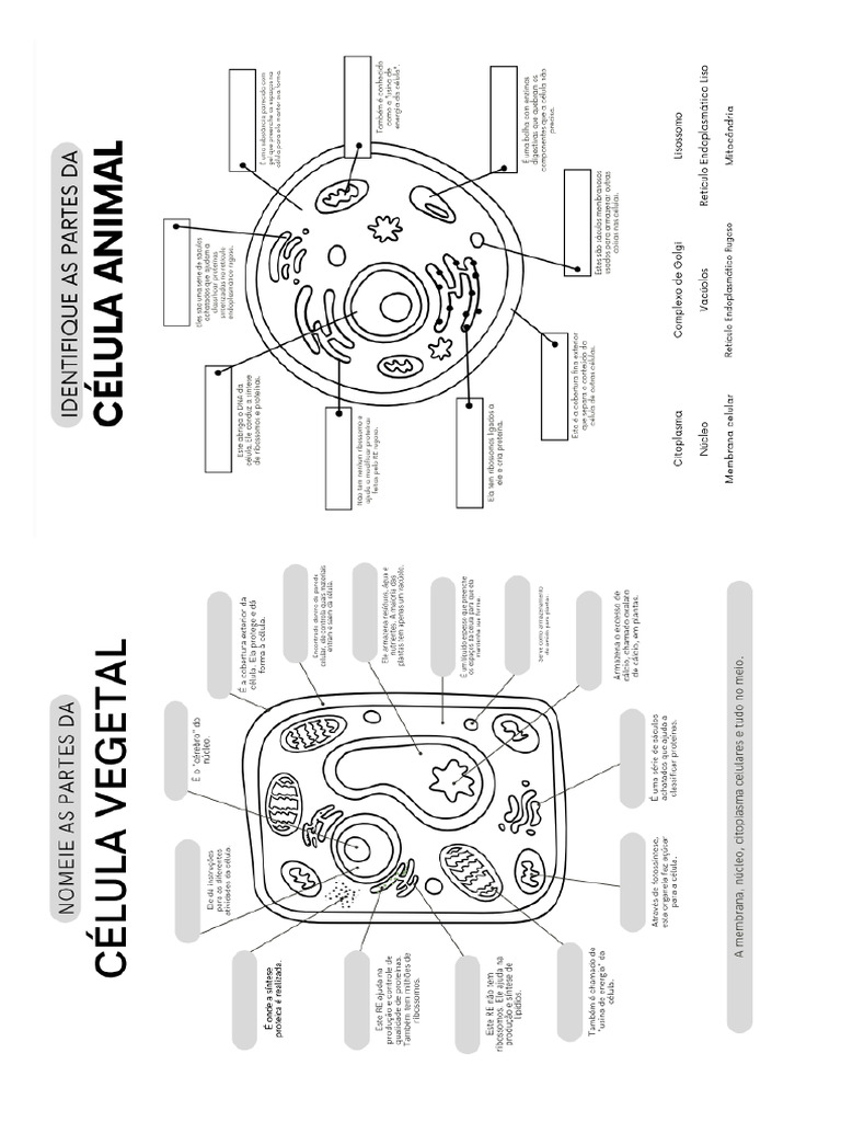 Celula Animal E Vegetal Pdf