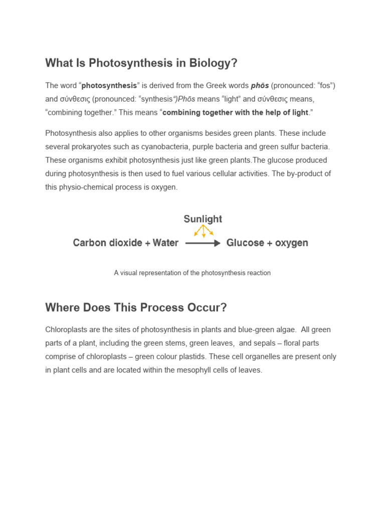 Understanding Photosynthesis Process | PDF | Photosynthesis | Leaf