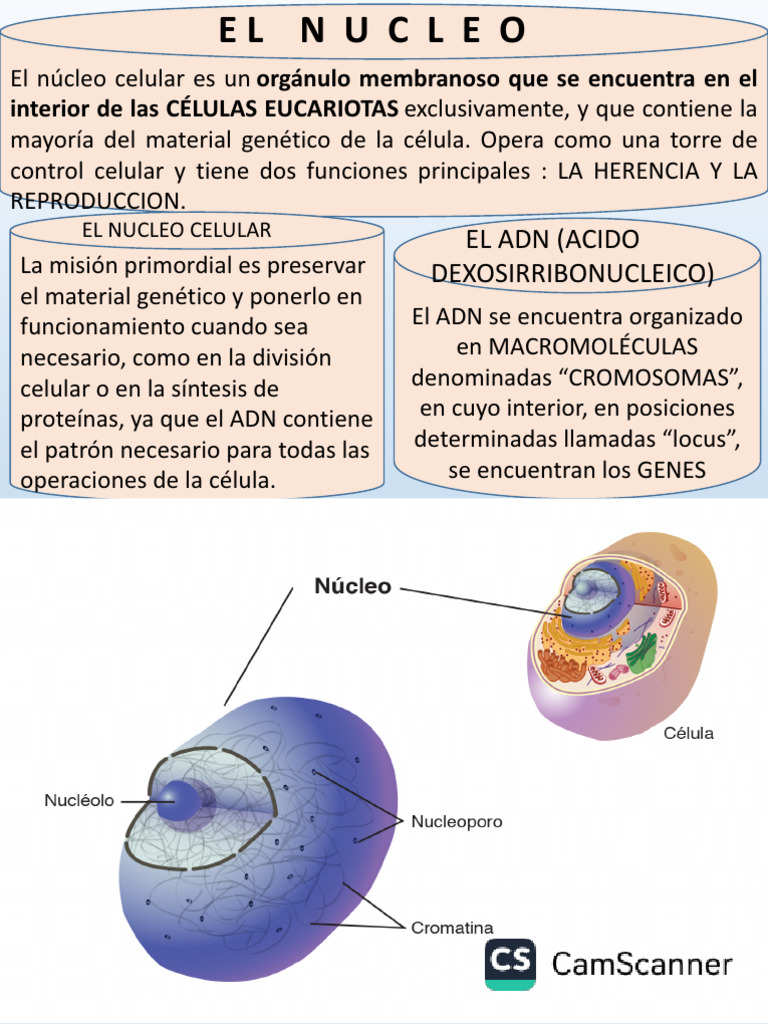 Núcleo Celular: Estructura y Funciones | PDF | Salud y bienestar