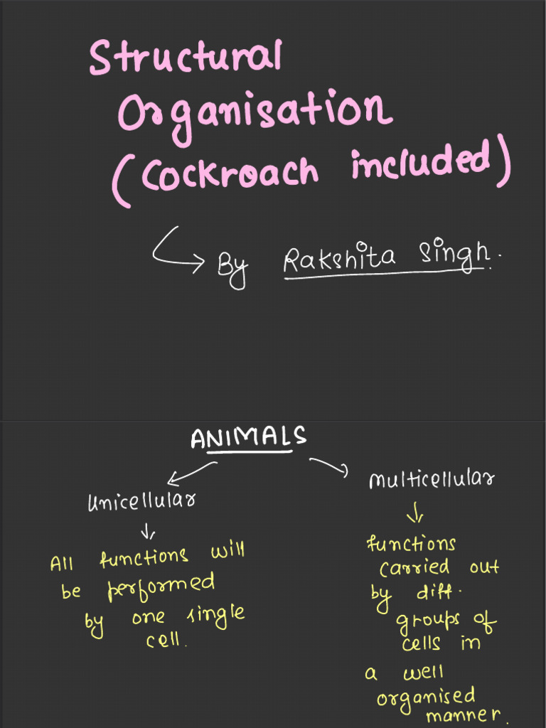 Structural Organization in Animals | PDF | Connective Tissue | Epithelium