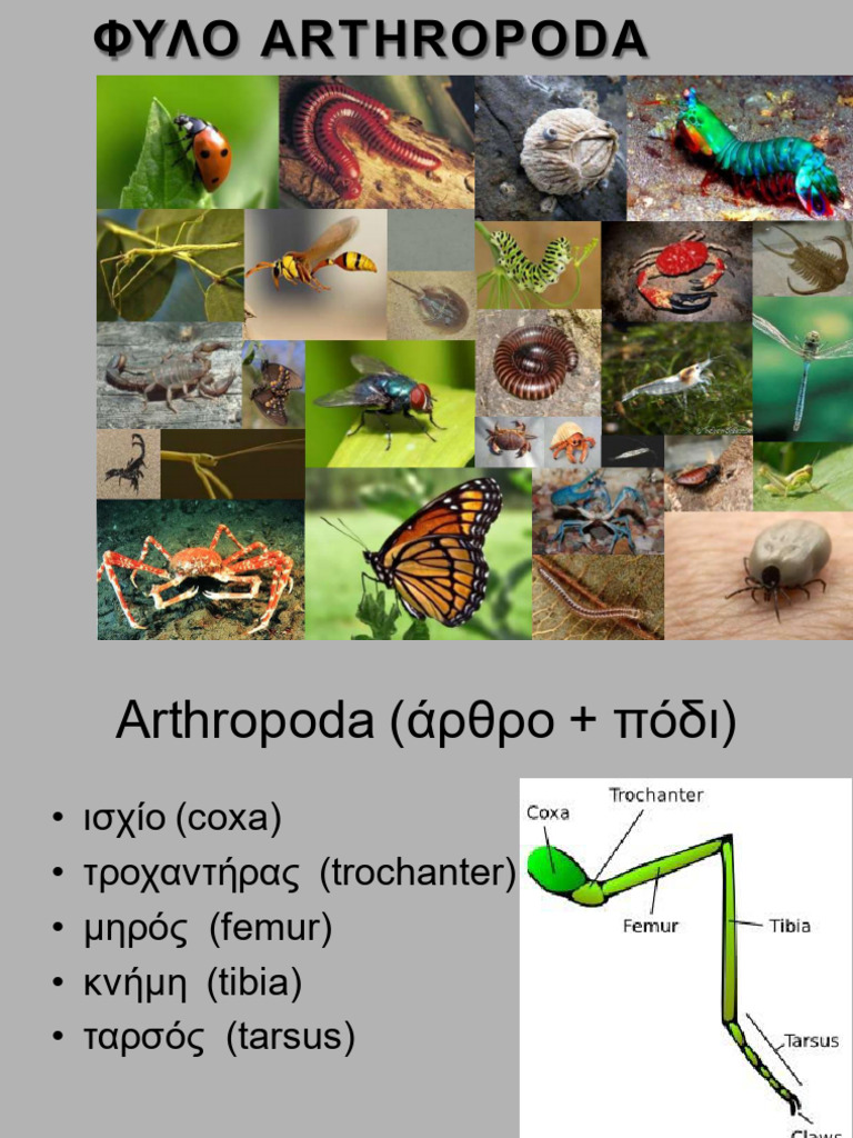 Αρθροποδα θεωρία | PDF