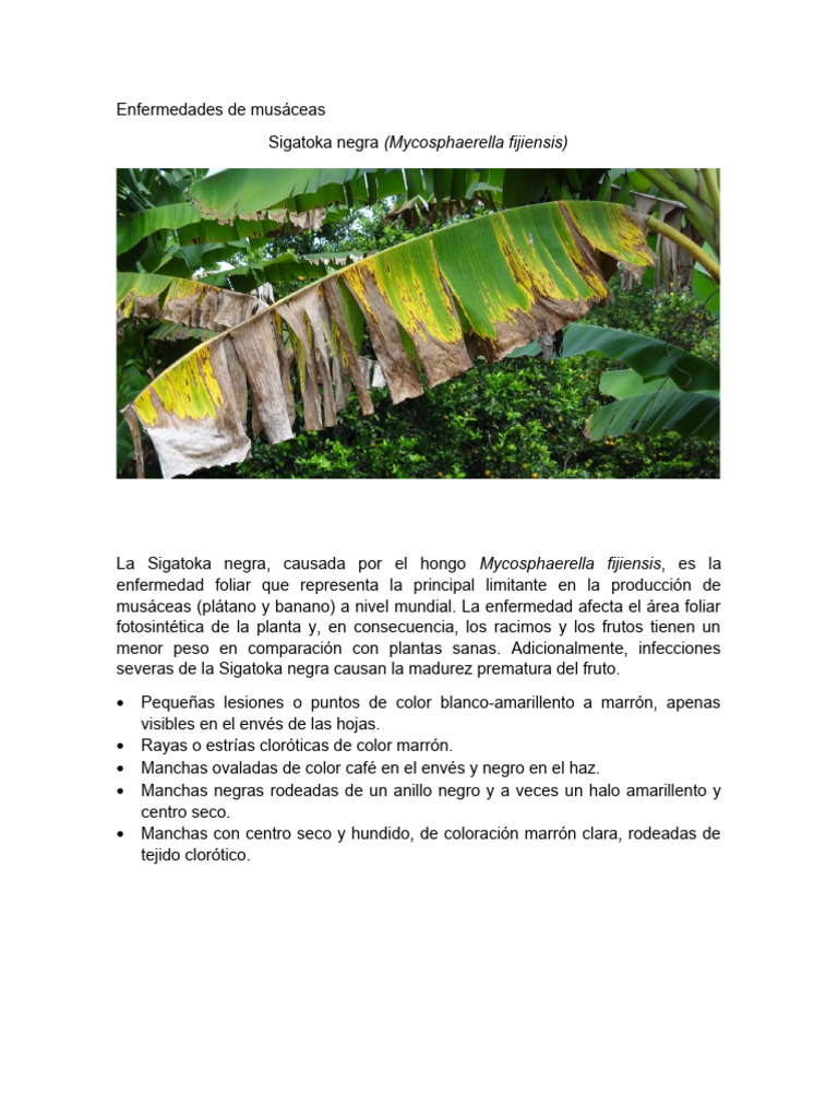 Enfermedades de Musáceas | PDF | Biología