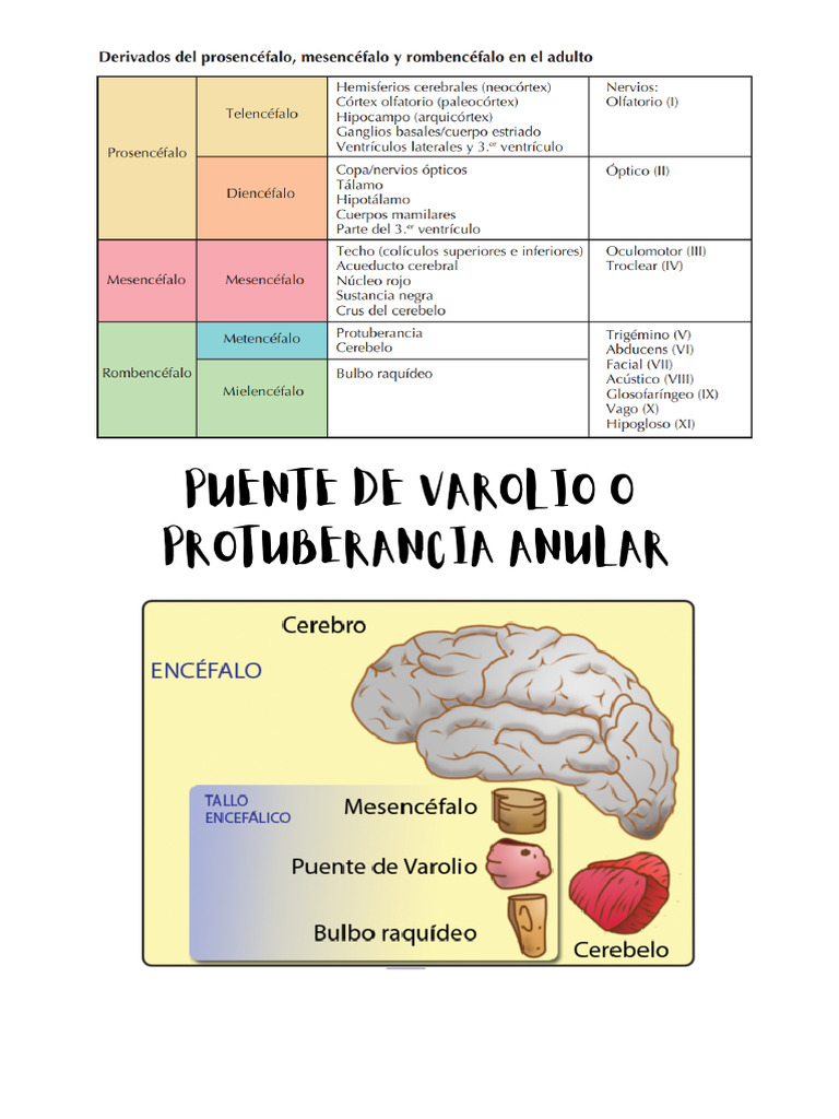 Puente de Varolio o Protuberancia Anular | PDF | Anatomía | Neuroanatomía