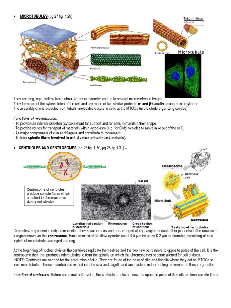 Functions of Microtubules | PDF | Microtubule | Cell Biology