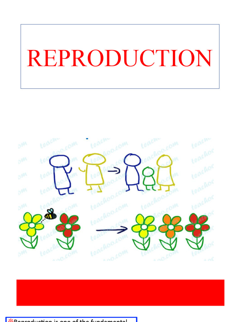 Asexual vs. Sexual Reproduction Explained | PDF | Sexual Reproduction ...