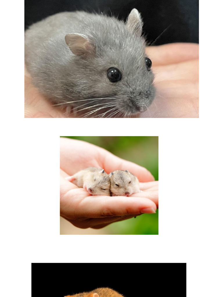 Hamster | PDF