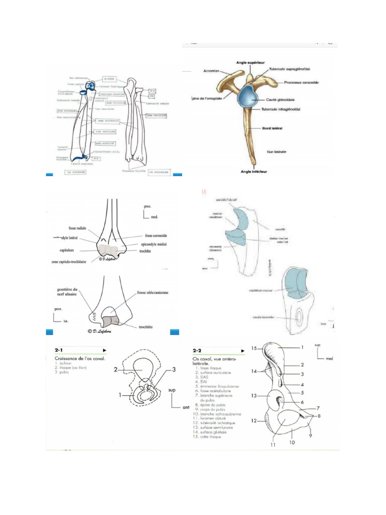 Anato Schemas | PDF