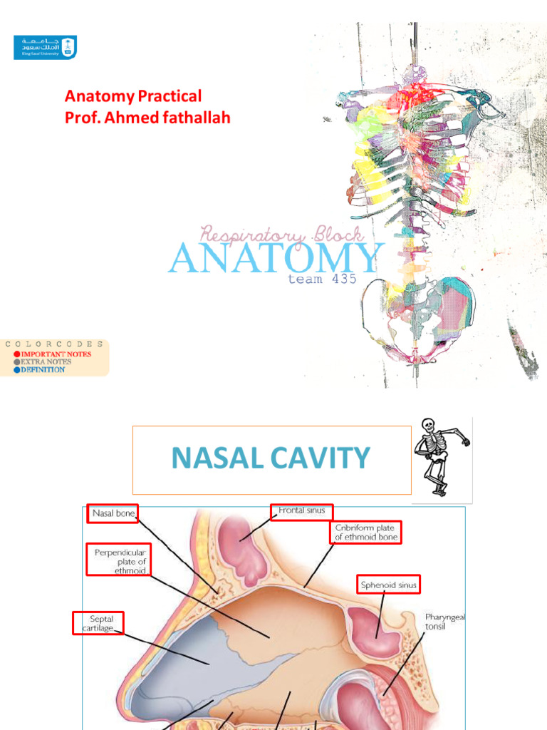 Anatomy OSPE | PDF | Larynx | Esophagus
