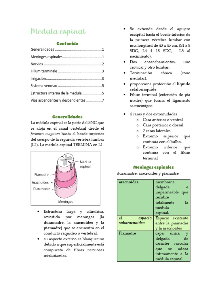 Anatomía de La Medula Espinal | Descargar gratis PDF | Médula espinal ...
