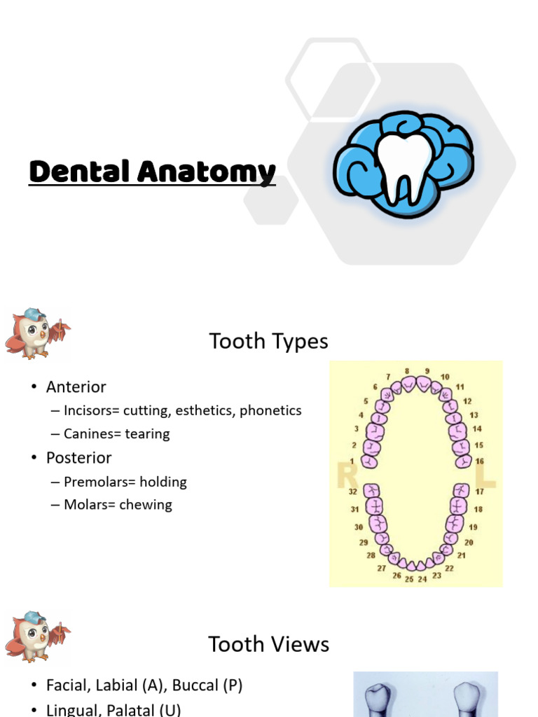 Dental Anatomy 1-7 | PDF | Dental Anatomy | Dentistry