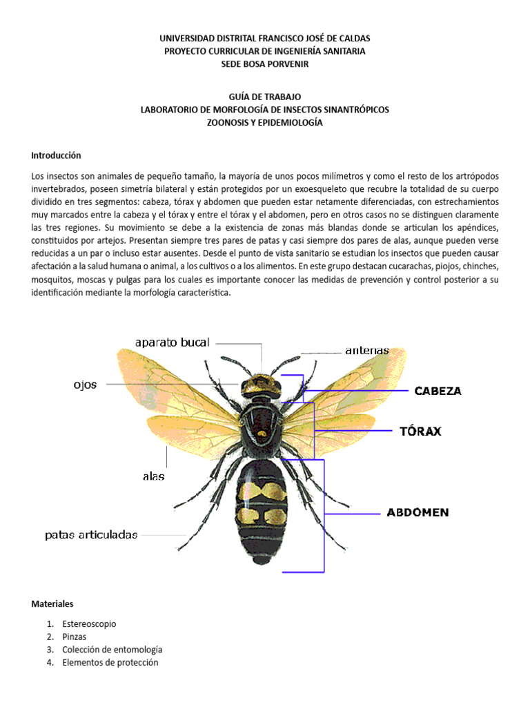 Guia Laboratorio Entomologia Ud | PDF | Insectos | Hexapoda