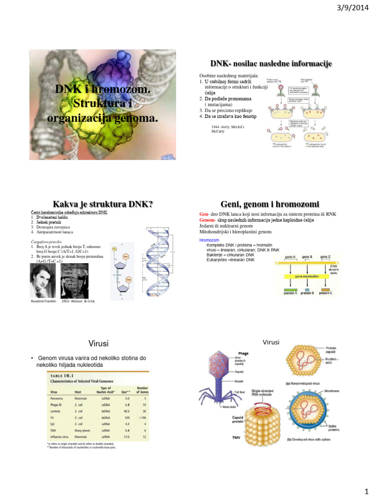 DNK I Hromozom | PDF