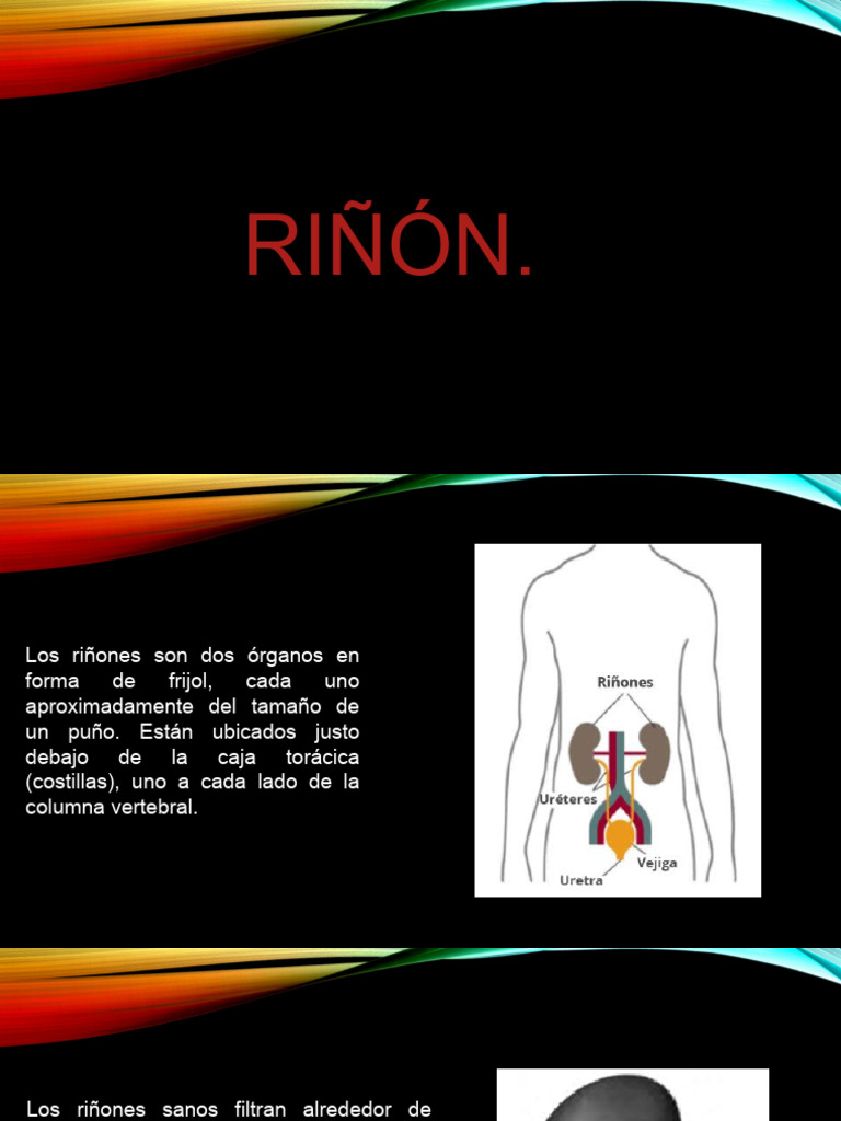 RIÑON | PDF | Riñón | Orina