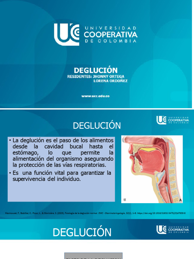 Deglucion Sus Fases y Caracteristicas | Descargar gratis PDF | Esófago ...