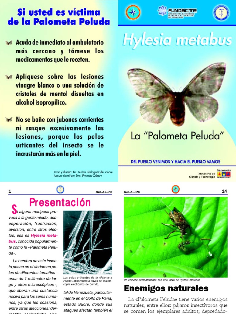 Palometa Peluda | PDF | Insectos | Lepidópteros