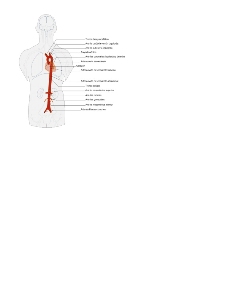 aorta | PDF