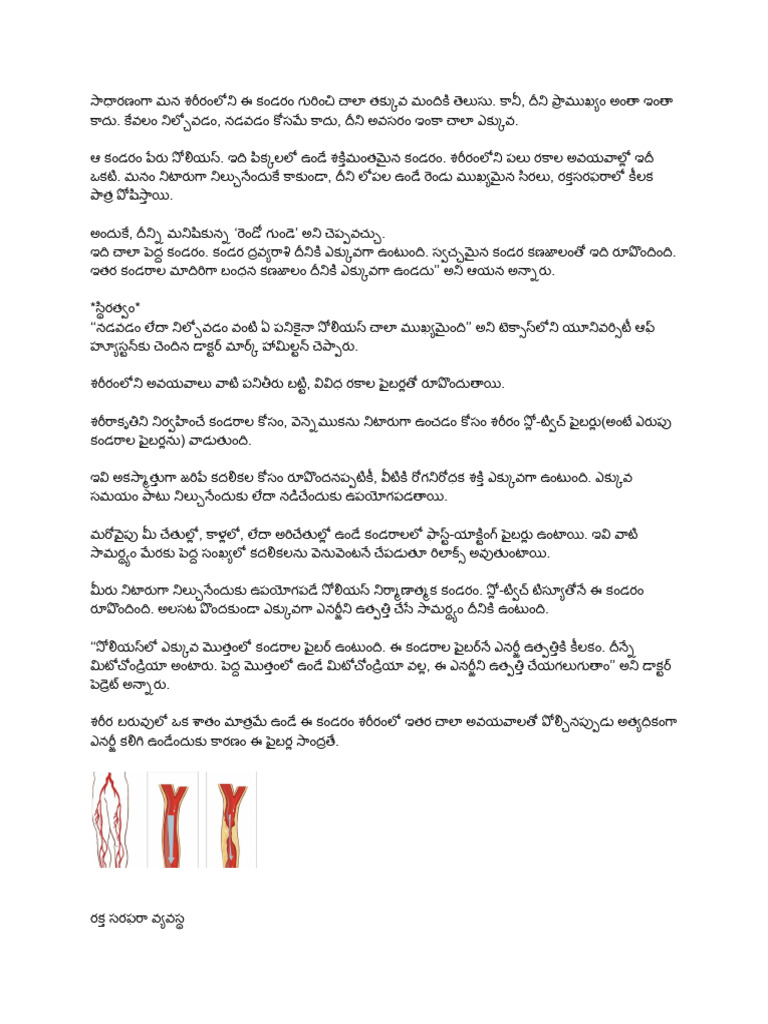 Heart | PDF