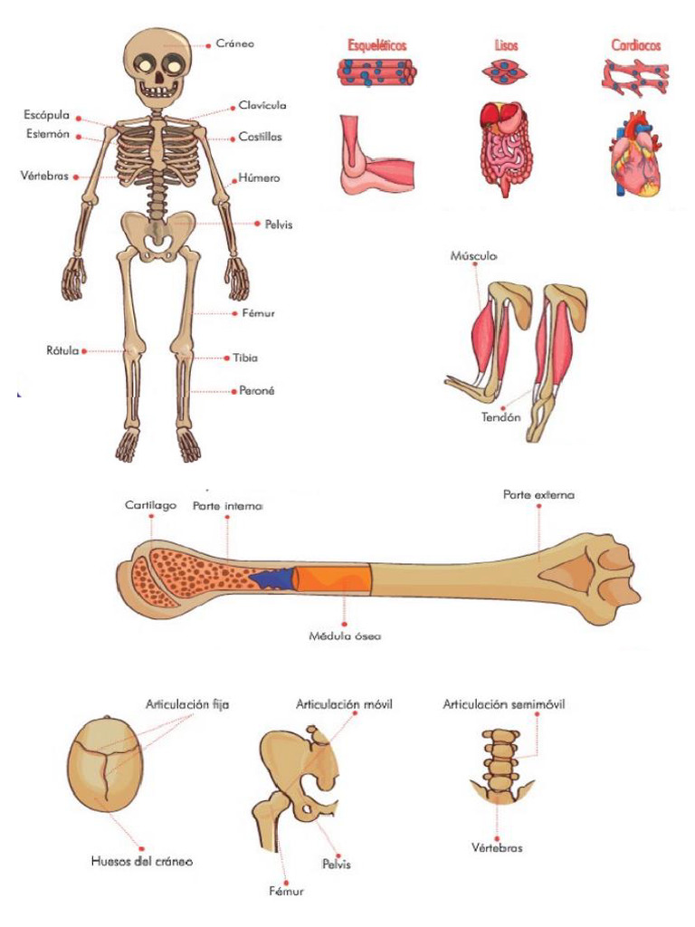 El Aparato Locomotor | PDF