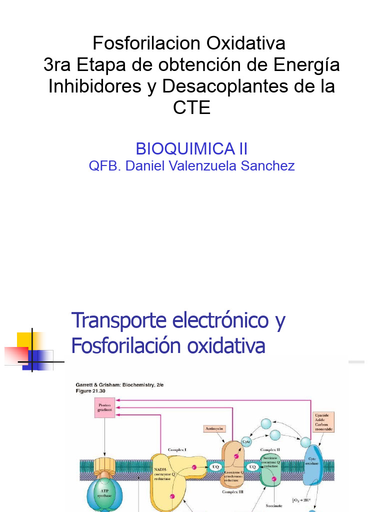 Fosforilación Oxidativa y Inhibidores | PDF | Trifosfato de adenosina | Cadena de transporte de ...