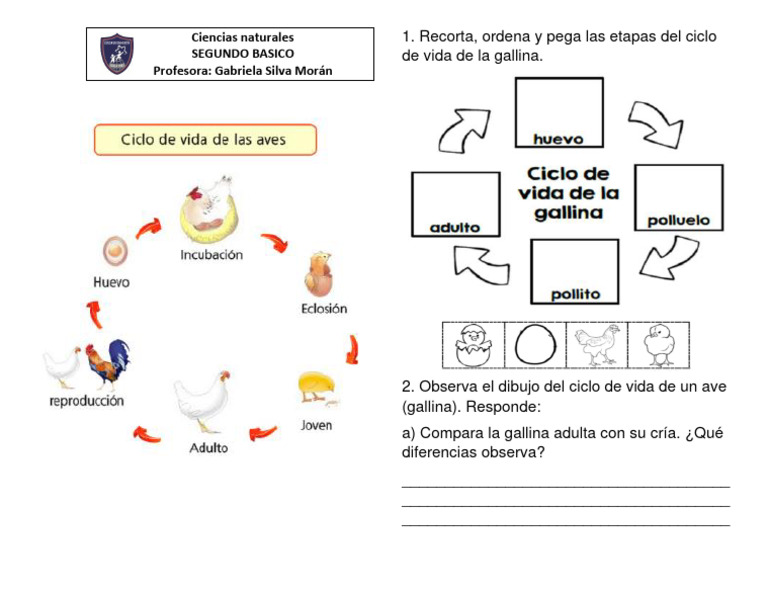 27 de Mayo Ciclo de Vida de Las Aves | PDF