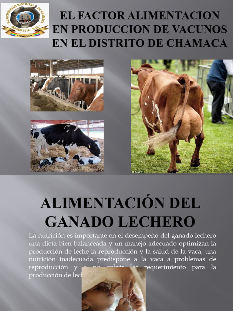 Alimentación Del Ganado Lechero DR. LLAMOCA 2 | PDF | Leche | Alimentos