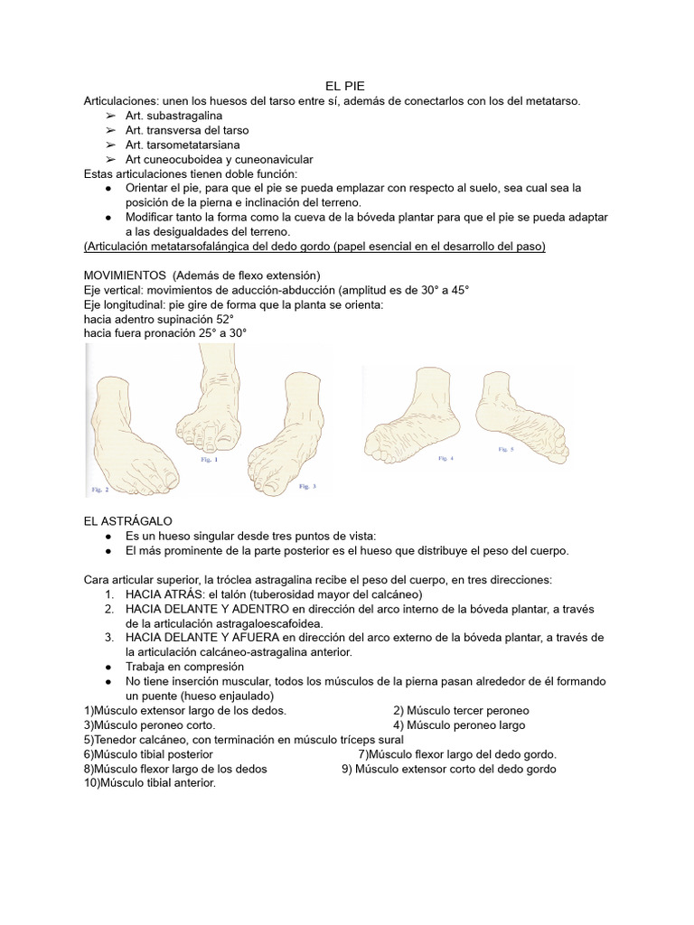 Anatomía y Funciones del Pie Humano | PDF | Pie | Dedo del pie