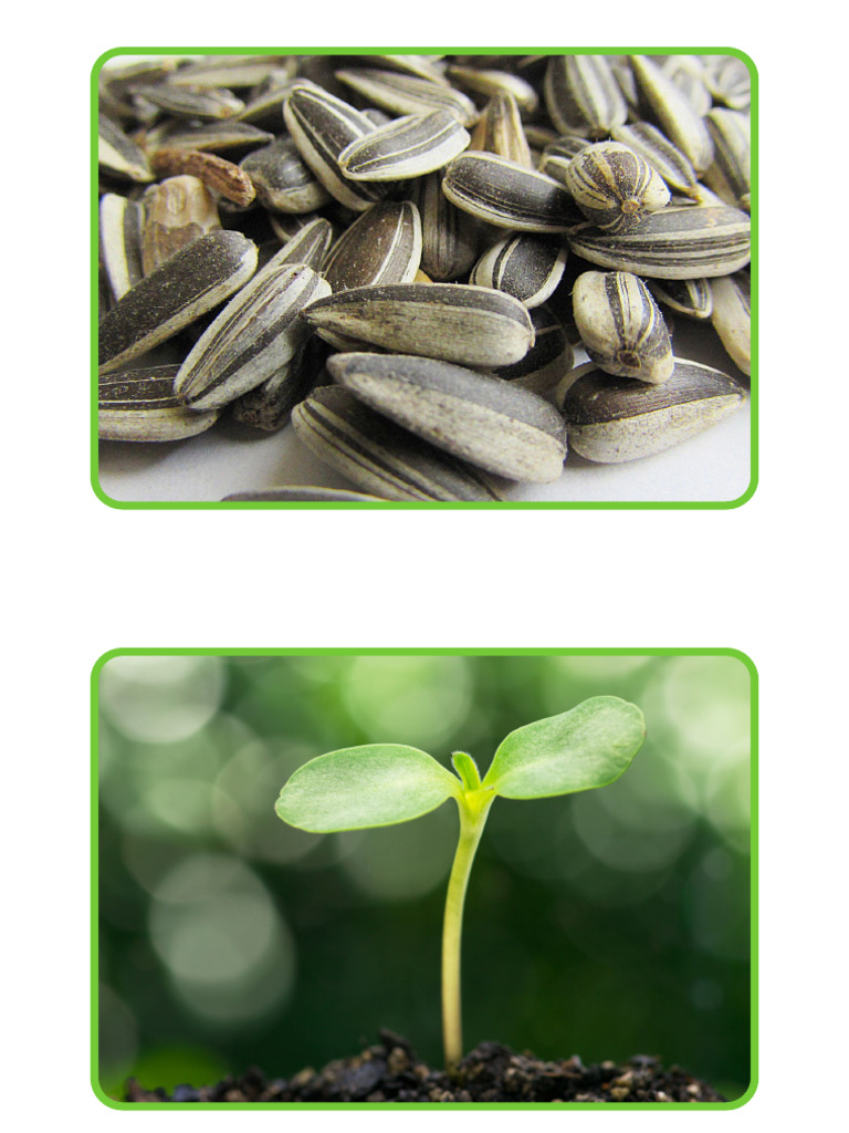 T T 1142 Life Cycle of Sunflower Display Photos - Ver - 1 | PDF