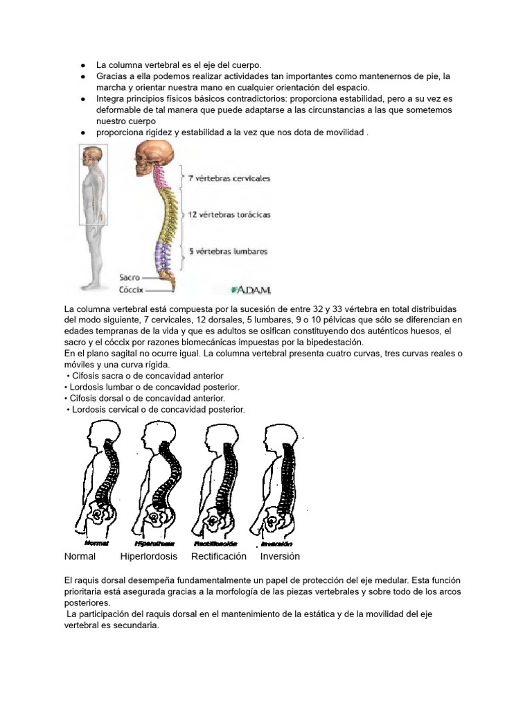Columna y Cabeza | PDF | La columna vertebral | Sistema musculoesquelético
