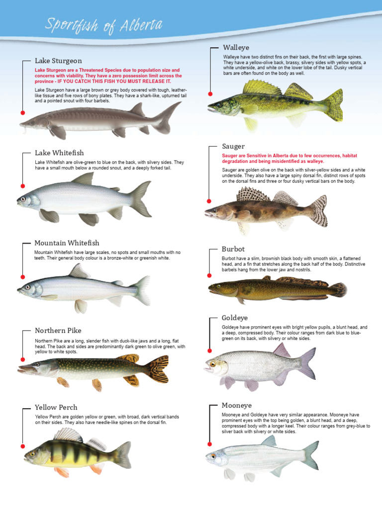 Pg1-2-Sport-Fish-Identification | PDF | Rainbow Trout | Trout