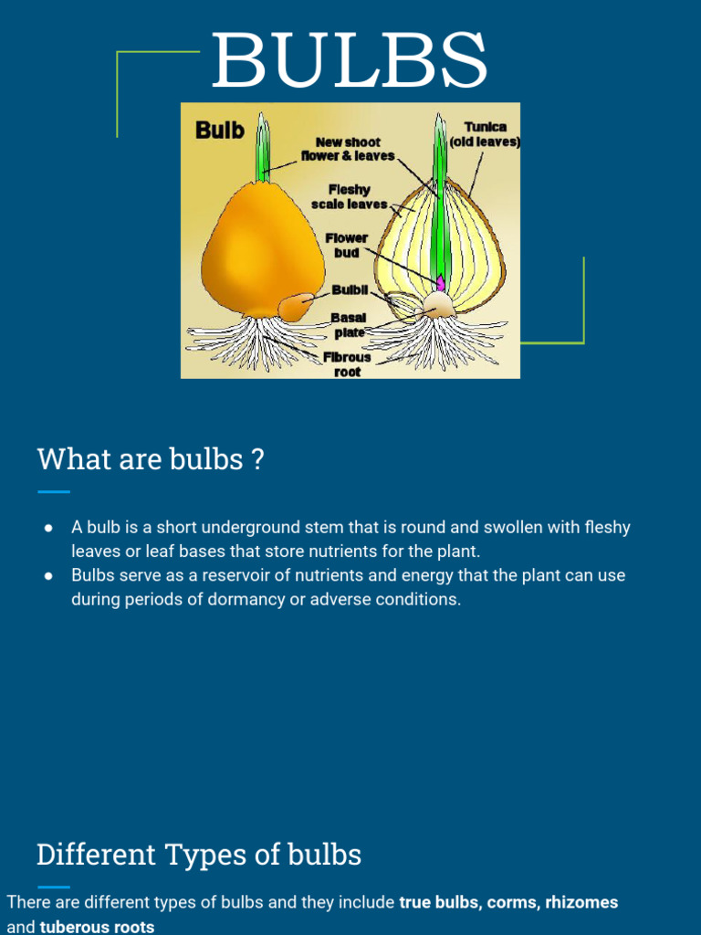 BULBS | PDF | Science & Mathematics | Technology & Engineering