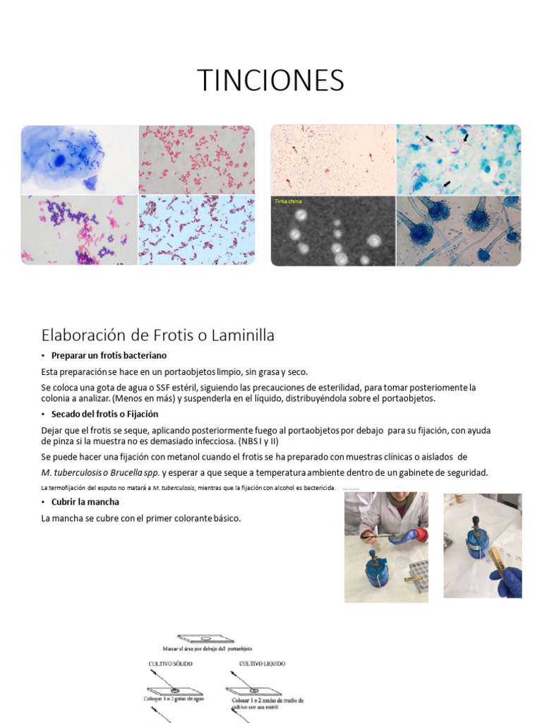 2 - Tinciones | PDF | Tinción | Microbiología