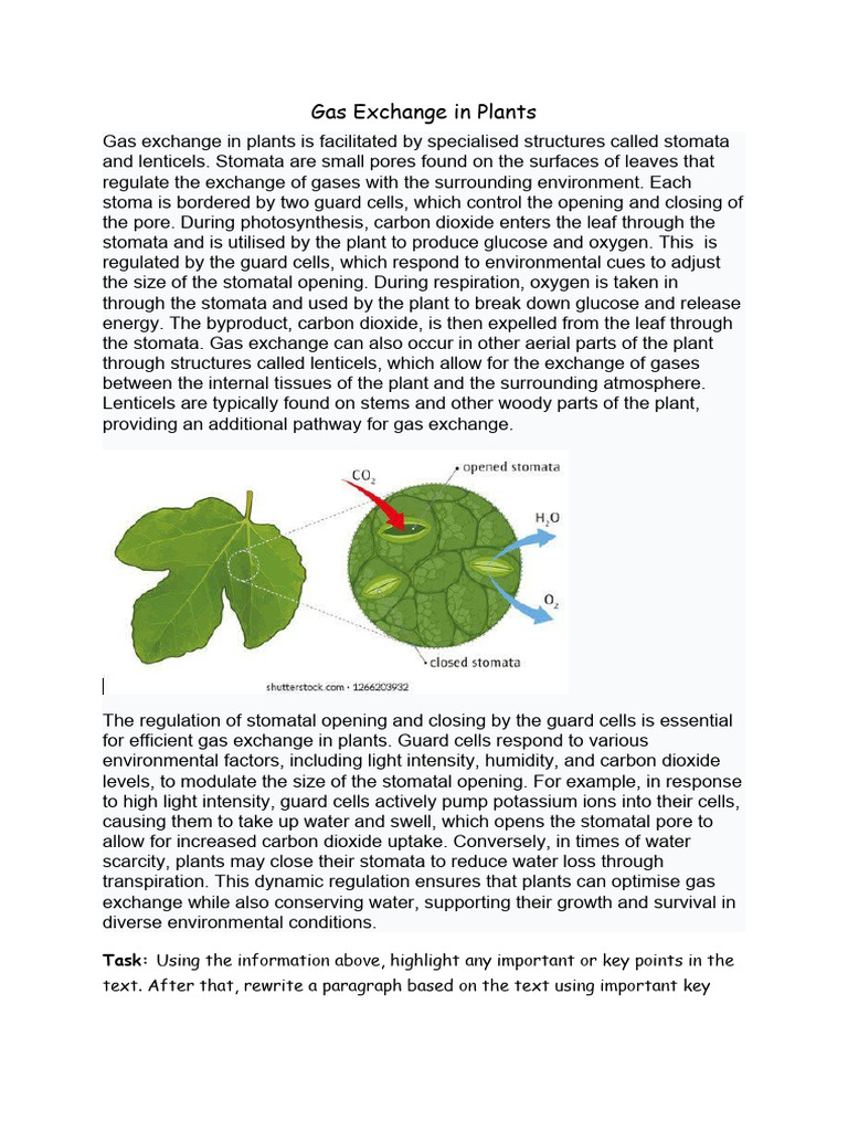 Ahmad Kamandi - Gas Exchange in Plants | PDF