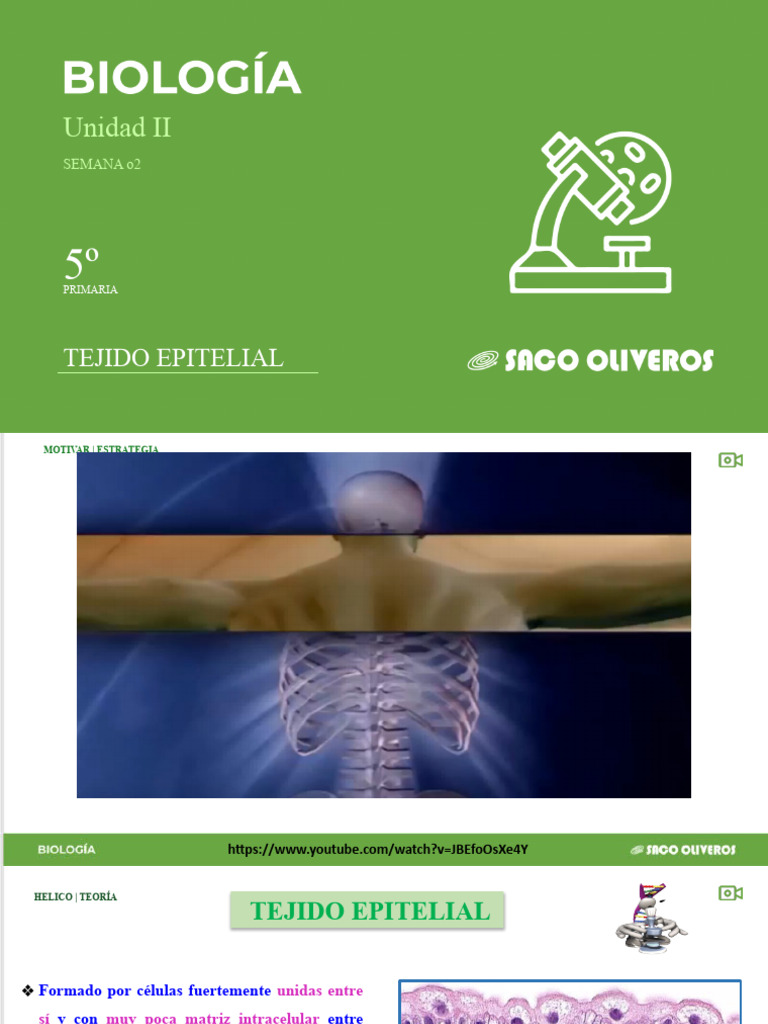 B5 U2 T2 Tejido Epitelial | PDF | Epitelio | Tejido (biología)
