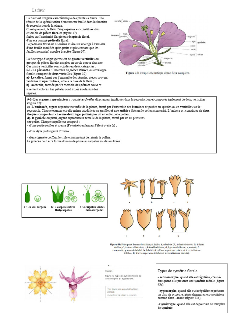 Illustrations Types de Calice, Corolle, Fleurs, Fruits, Graines | PDF ...