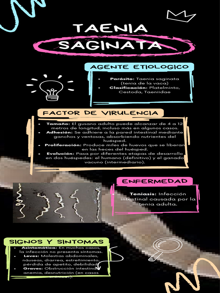 Infografia Taenia Saginata | PDF | Inmunología | Enfermedades y trastornos