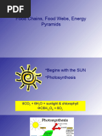Daintree Rainforest Food Web Overview | PDF