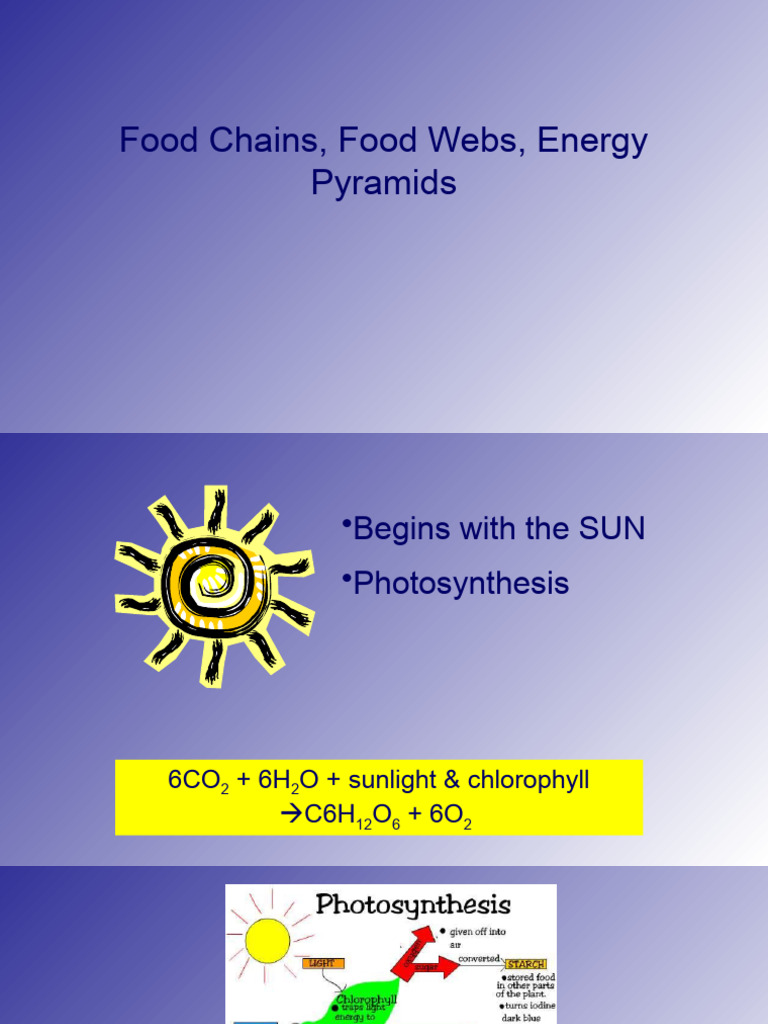 Food Chains | PDF | Predation | Herbivore