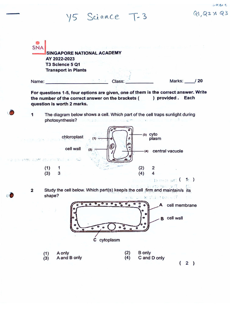 Y5 Science-Transport in Plant Quiz | PDF